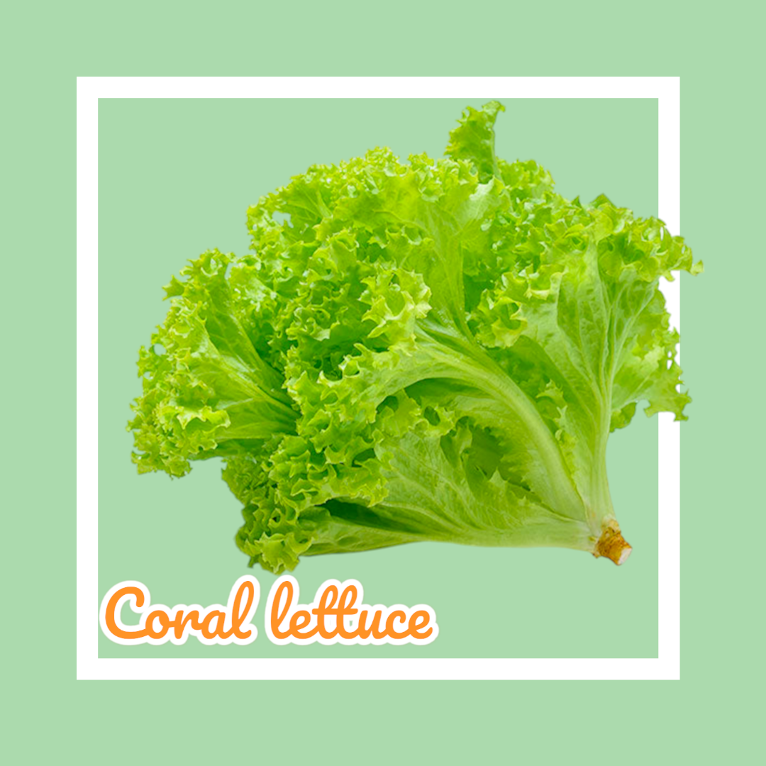 Green Coral Lettuce - Dews wholesale